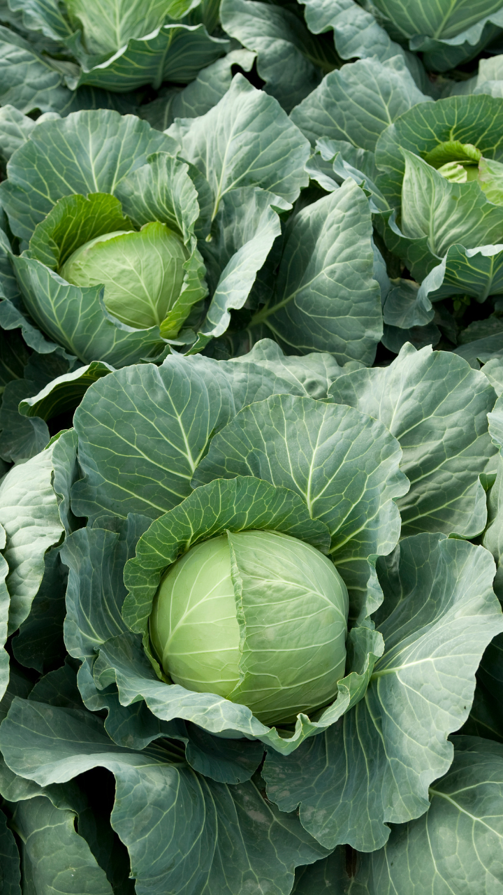 Cabbage