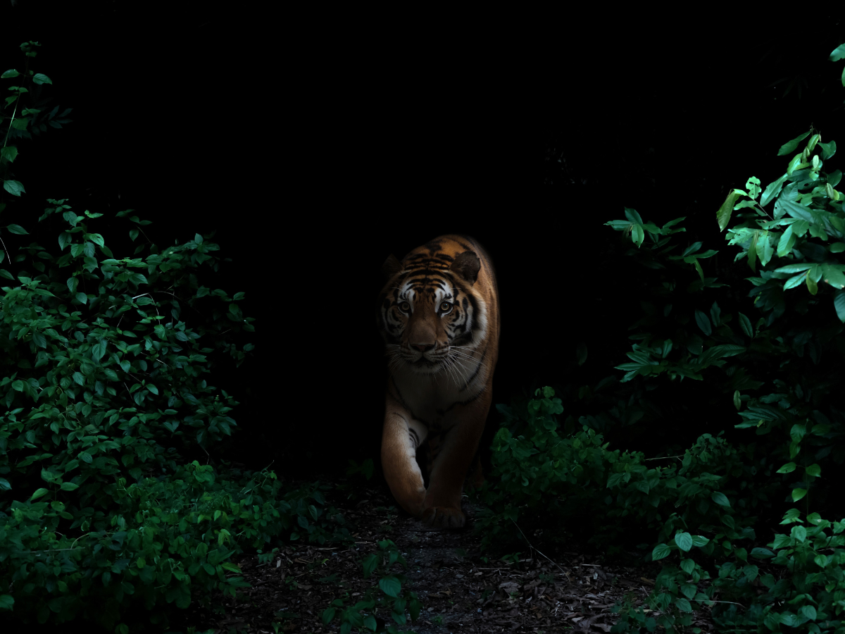 Pench Tiger Reserve becomes country’s first Dark Sky Park | Times of ...
