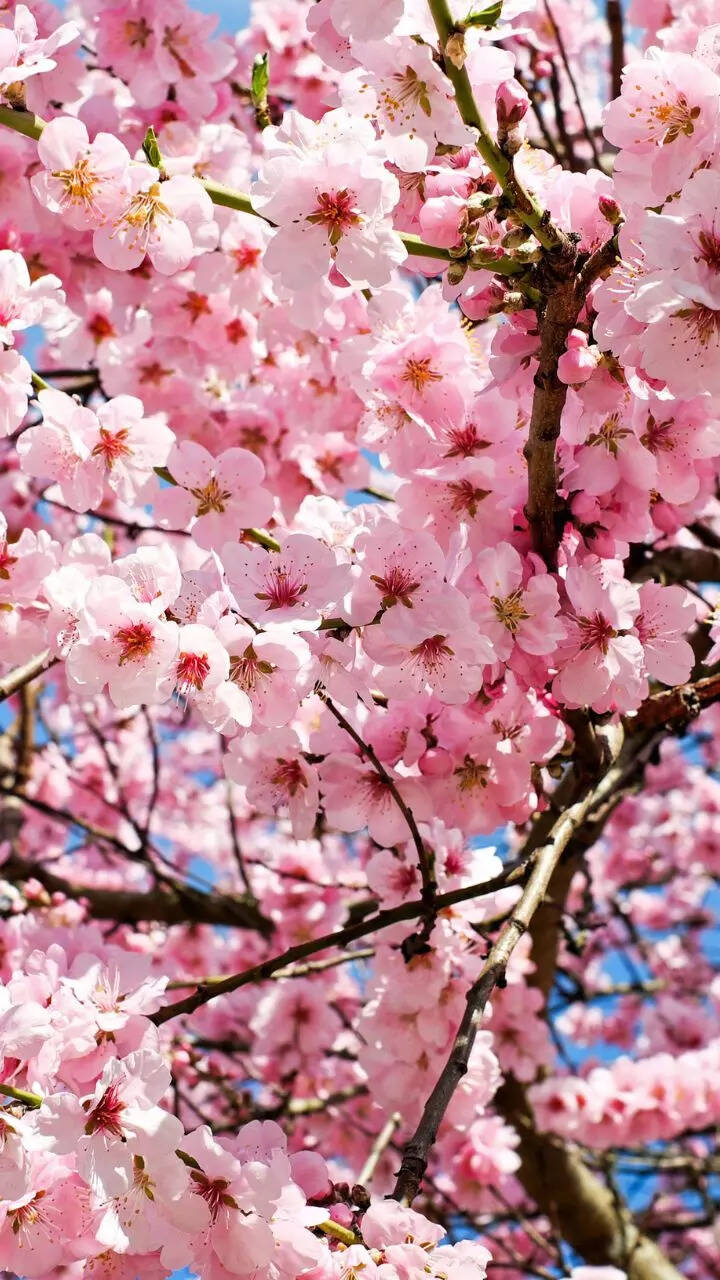 10 beautiful traditional Japanese flowers and their meaning Times of India