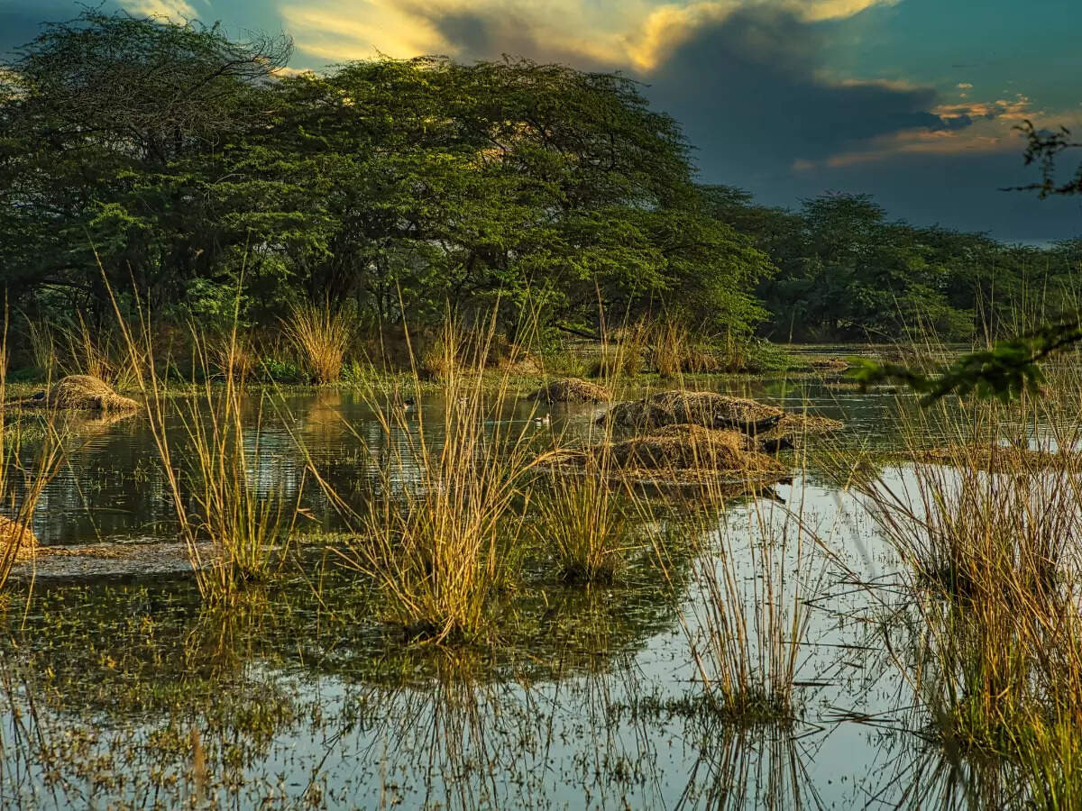 Sultanpur National Park – A birdwatcher's paradise in Haryan | Times of ...