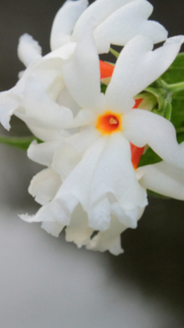 Parijata Flower Information In Marathi | Best Flower Site