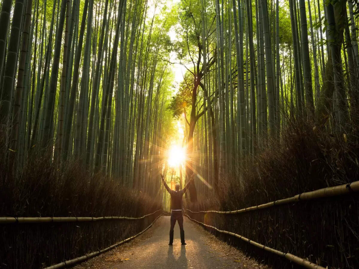 What are sacred forests and where to find them?, World - Times of India ...