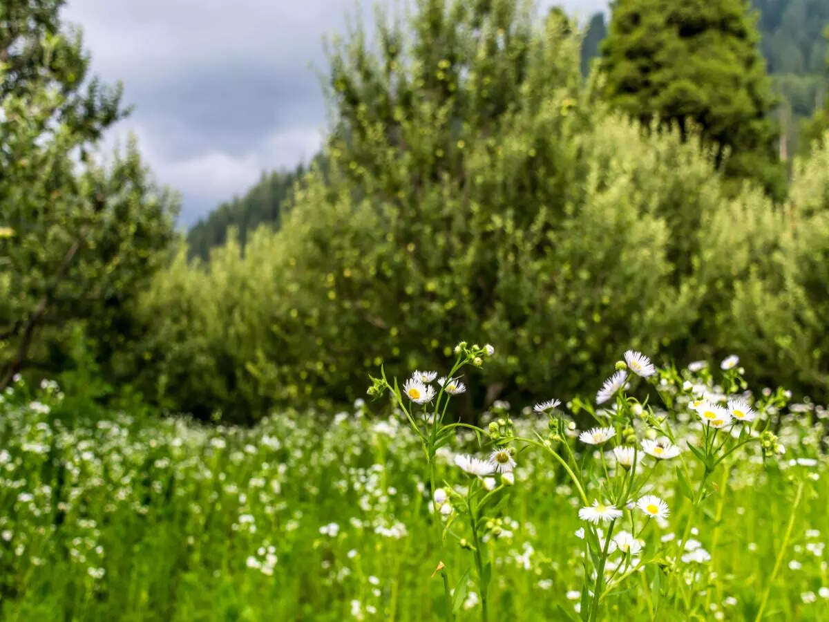What are sacred forests and where to find them?, World - Times of India ...