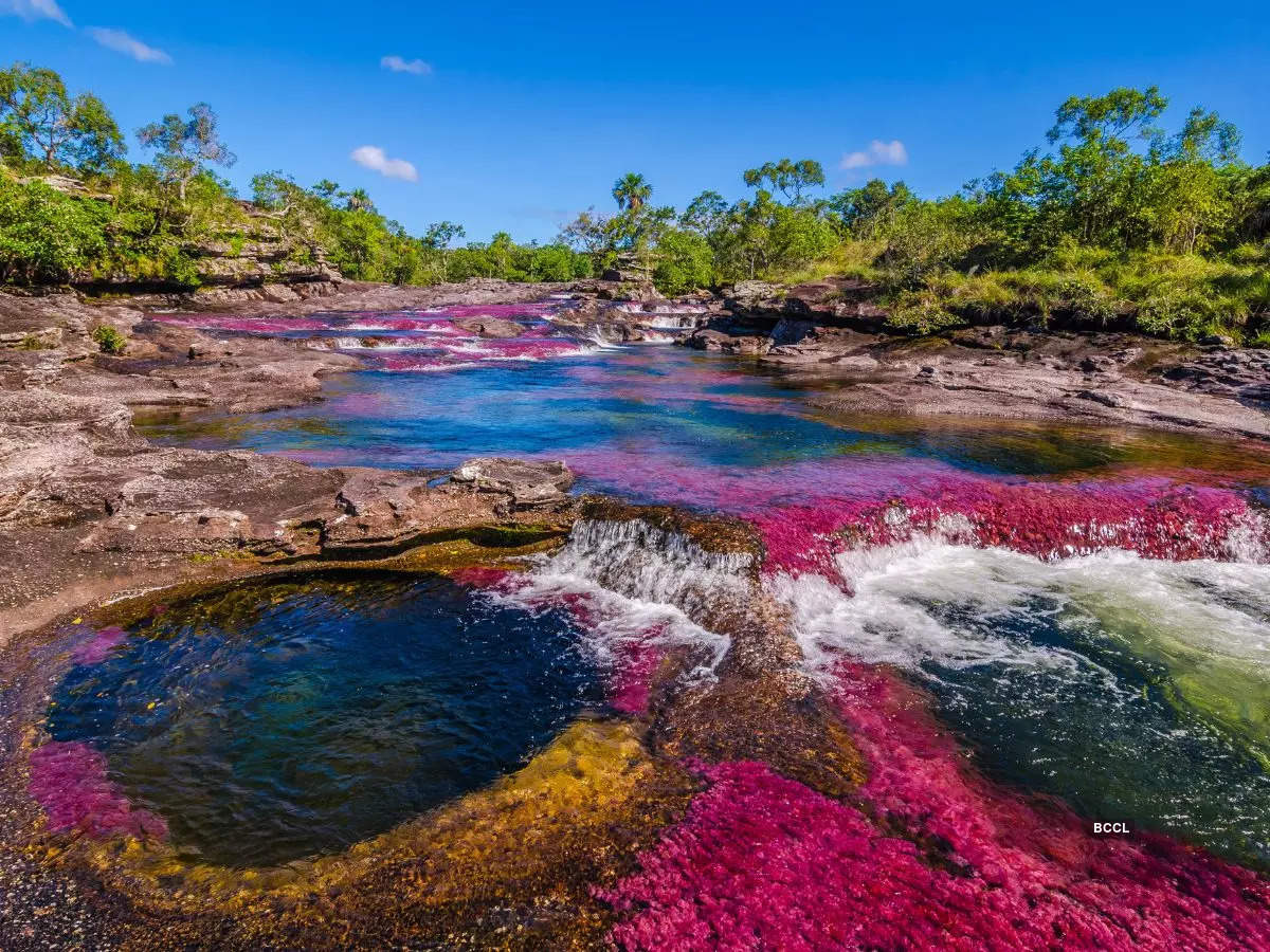 Everything to know about Caño Cristales: The river of five colours