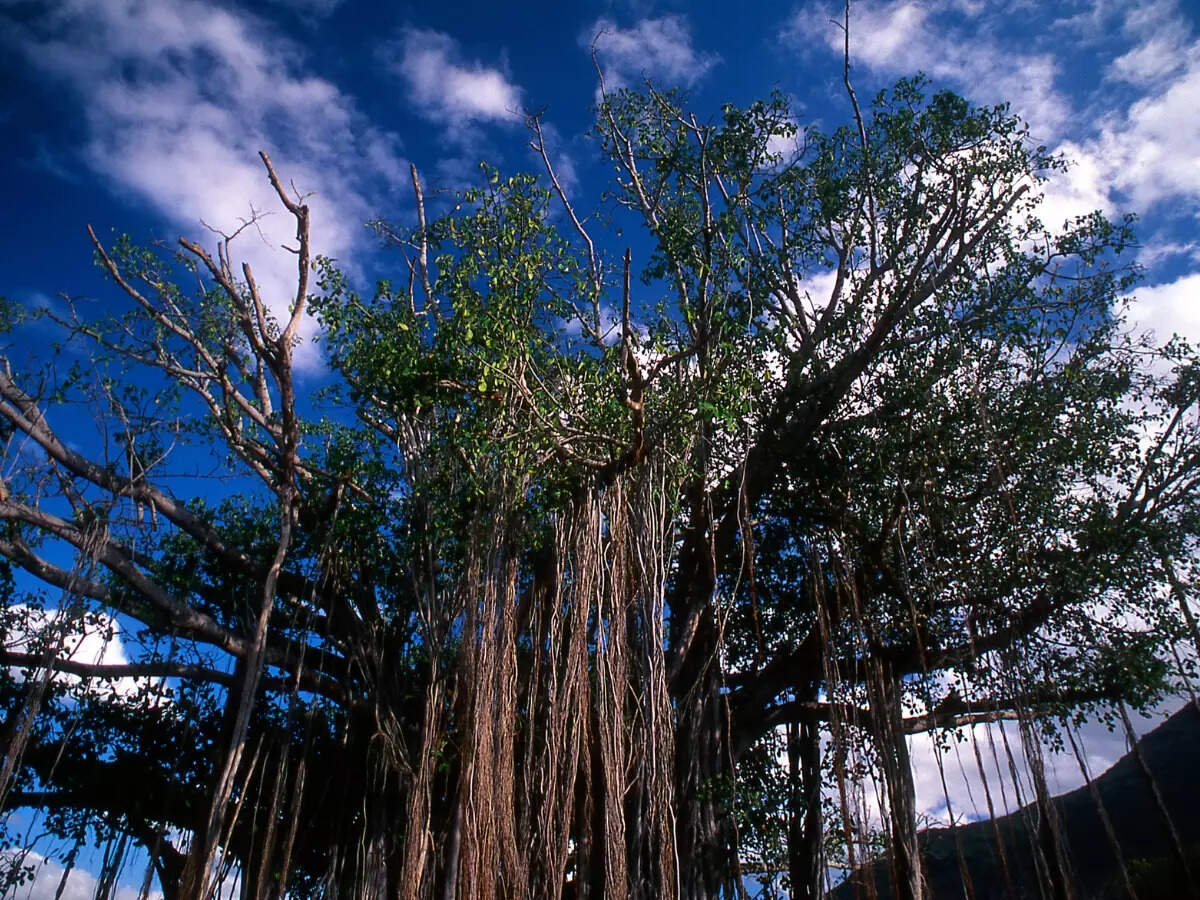 Malajpur Ghost Fair: Madhya Pradesh’s strange and bizarre Malajpur ...