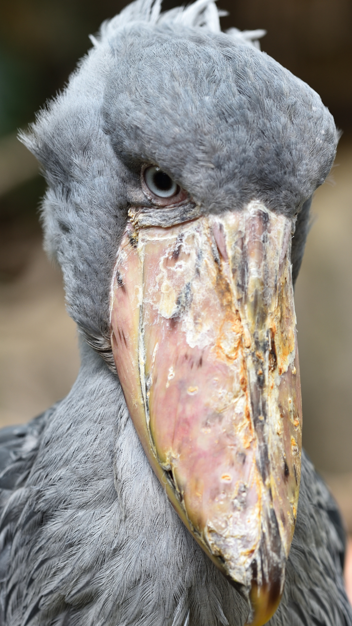 Giant Terrifying Birds