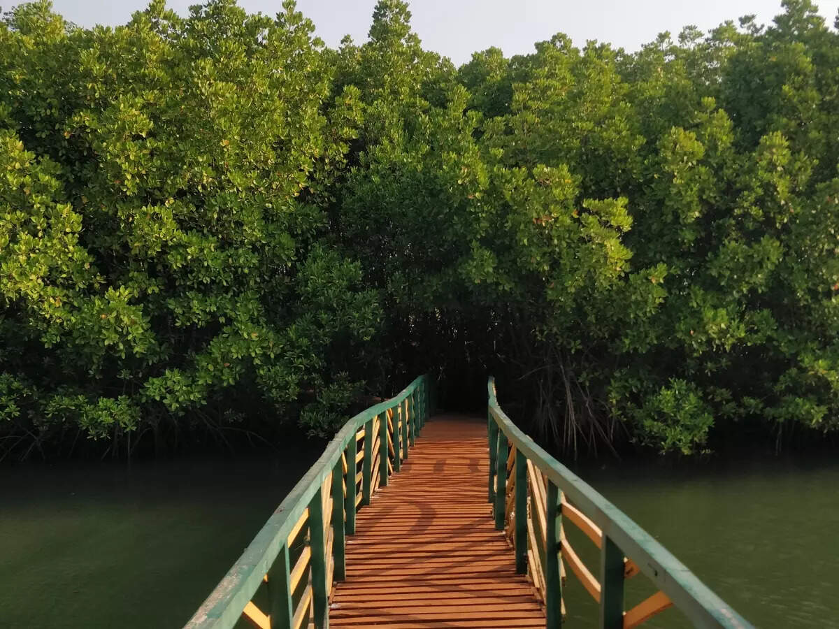 Karnataka’s charming backwaters for a serene getaway | Times of India ...