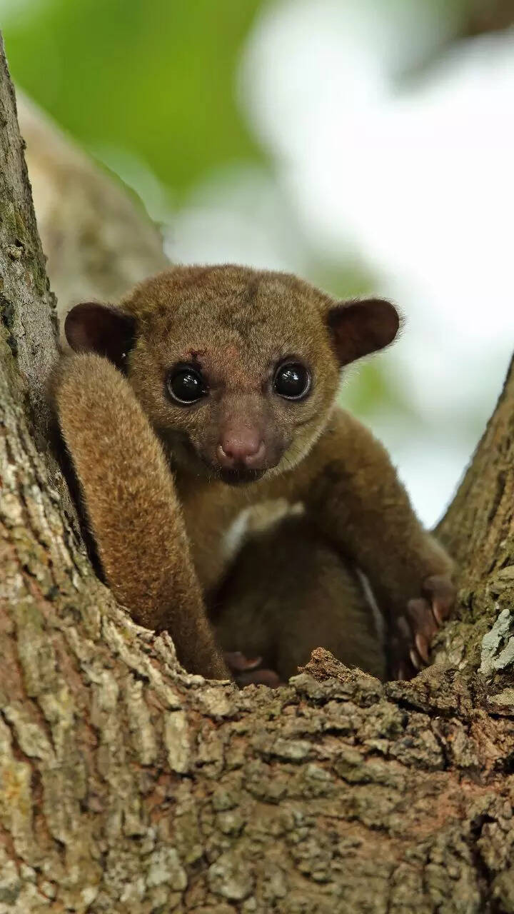 Arboreal Animals Names A Sorting Animal Habitat Activity For Little