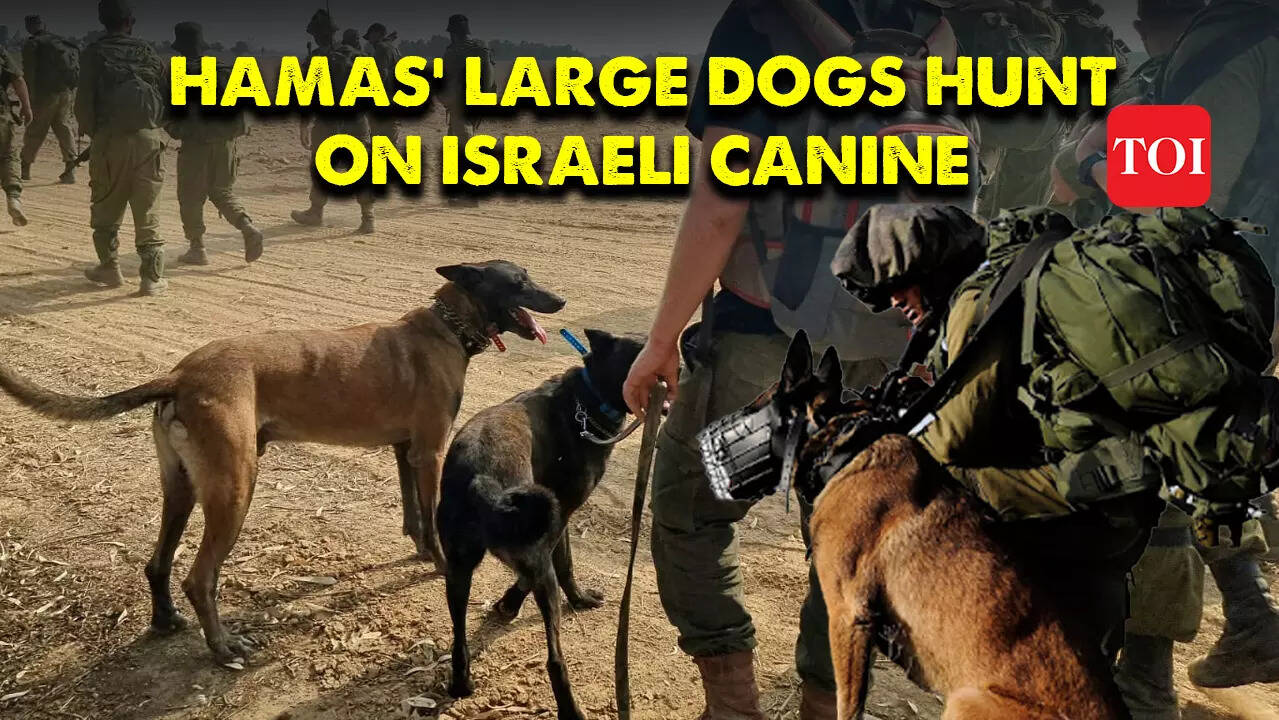 Hamas' 'large dogs' dominate! Israel will bolster its combat ...