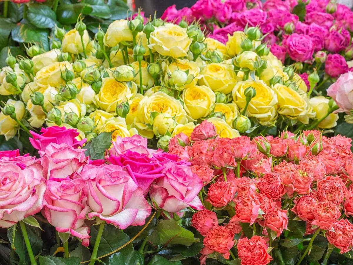 Rose Day 2024: 7 ways to incorporate roses in Indian cooking | The ...