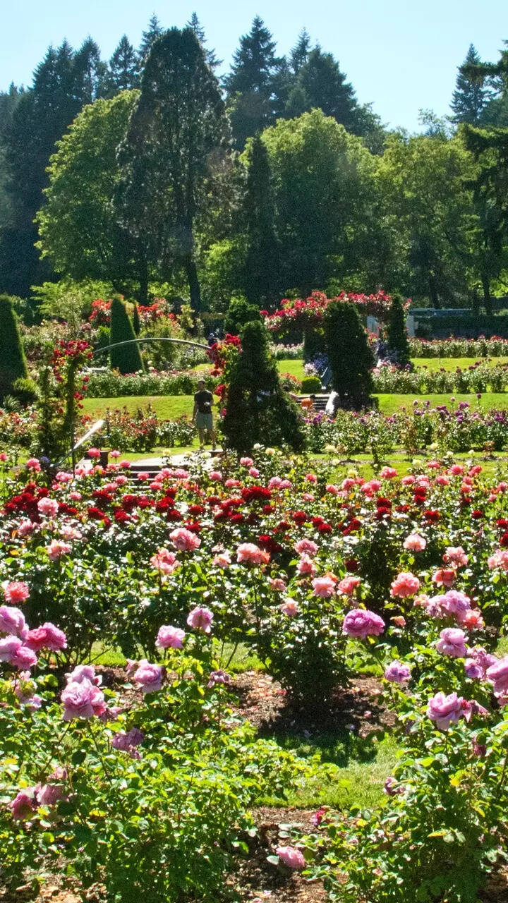 World Most Beautiful Rose Gardens