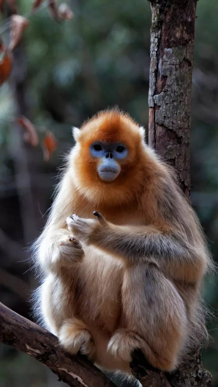 Native Chinese Animals Wildlife In China Types Of Chinese Animals