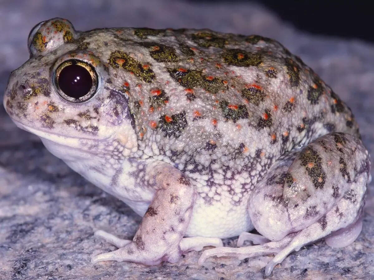 9 rare creatures discovered recently in India