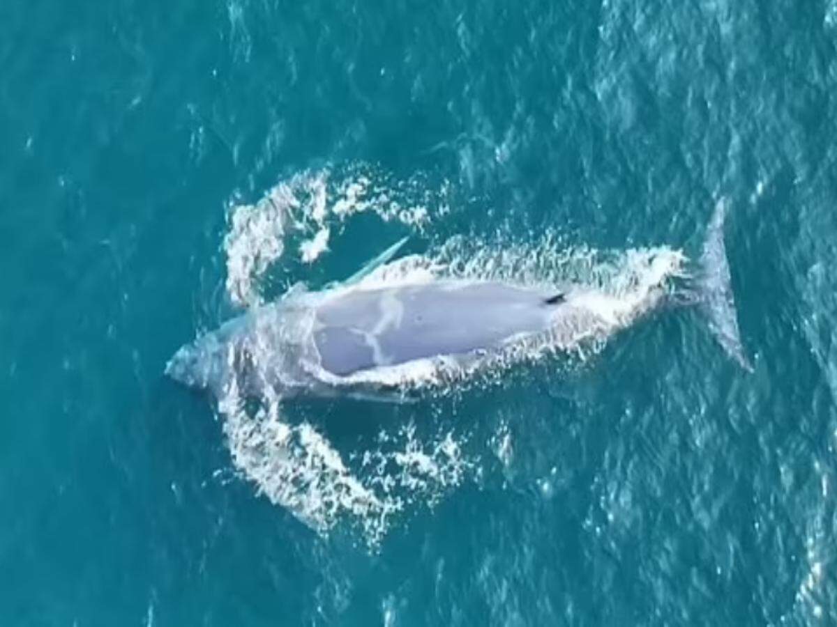 World Rarest Whale: World’s rarest all-white Omura’s whale spotted off ...