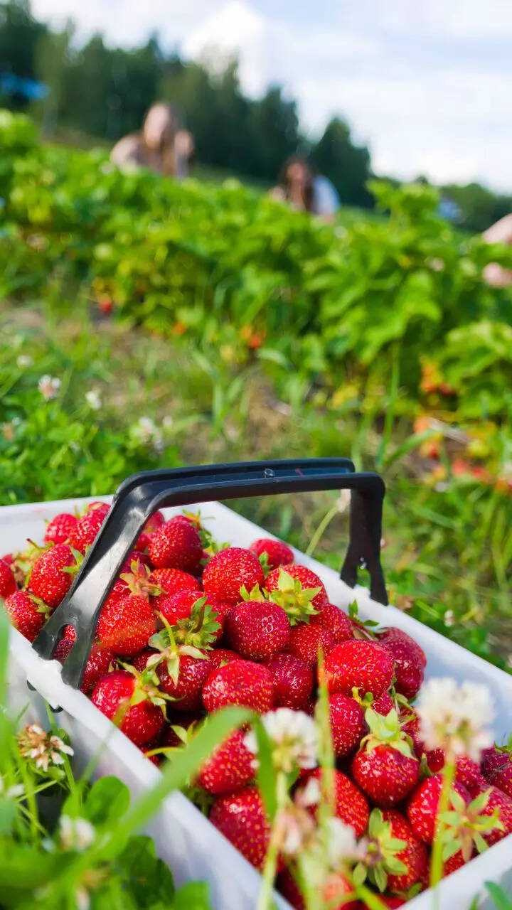 Easy Way To Grow Strawberries Day Neutral Strawberries – Crops And