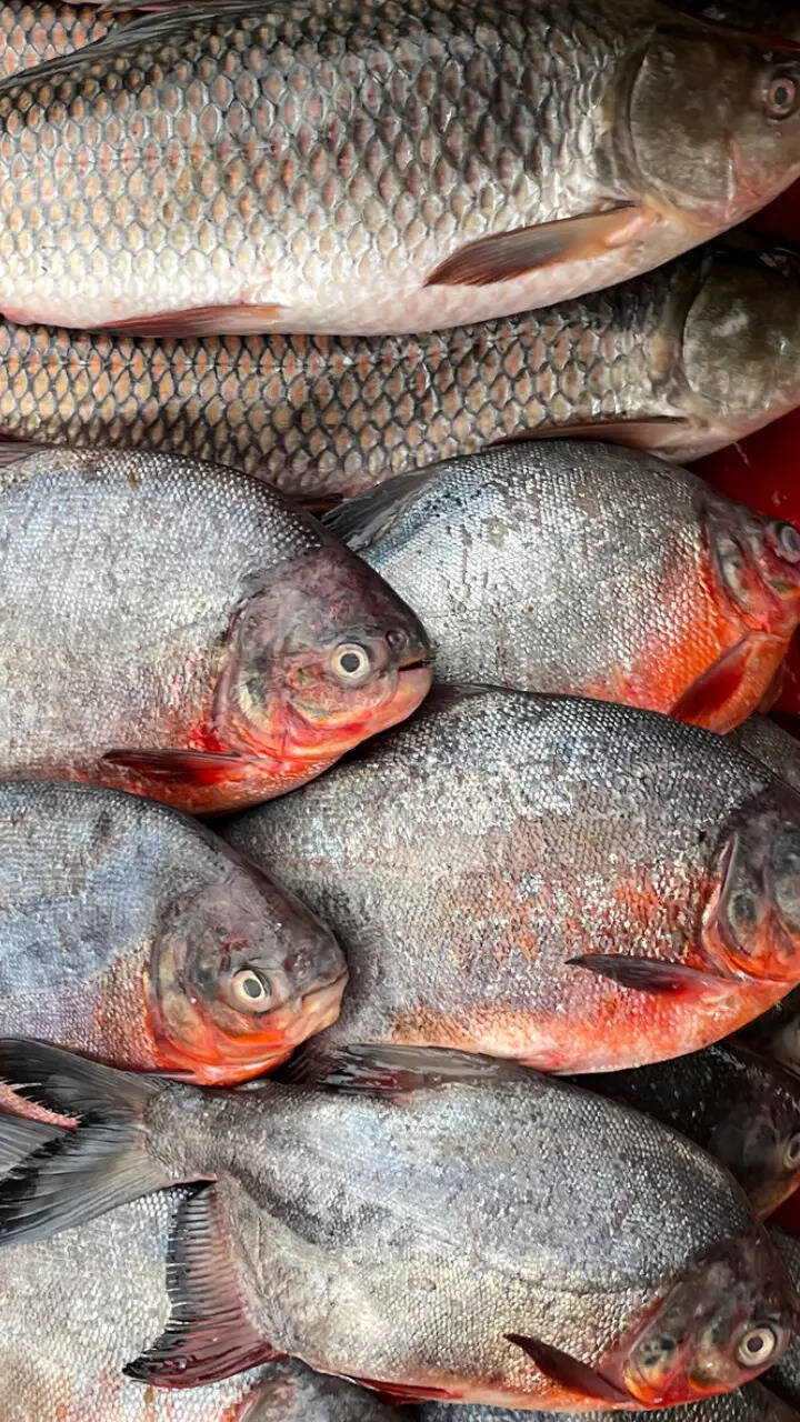 Types Of Eating Fishes With Pictures And Names - Infoupdate.org