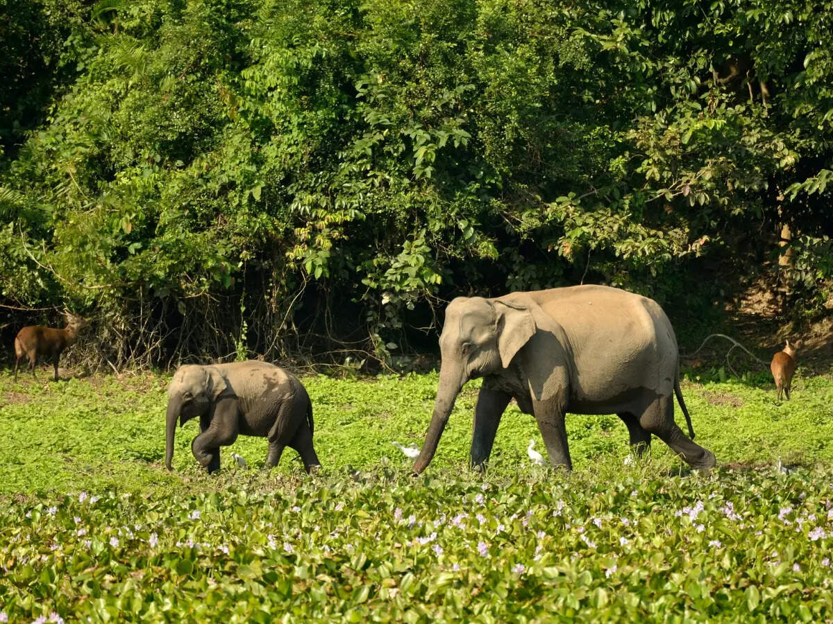 Assam's Molai Forest: When a man created a 550 hectare forest single ...