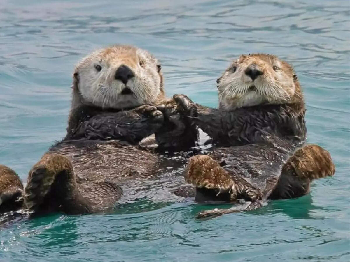 Sea Otters Hold Hands While They Sleep And 5 Other Cute Animal Facts