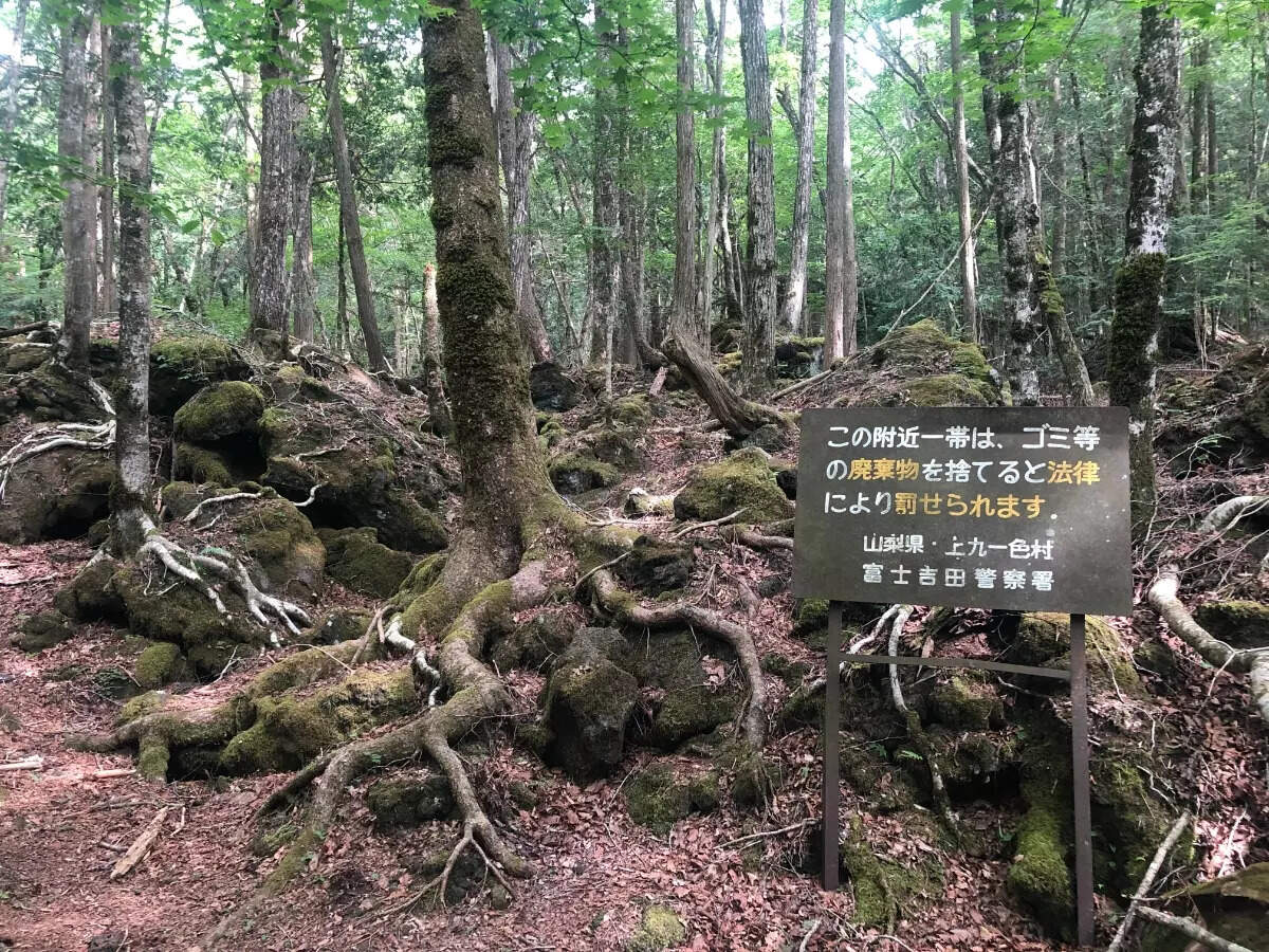 Haunted forests that are said to have dark energies | Times of India Travel