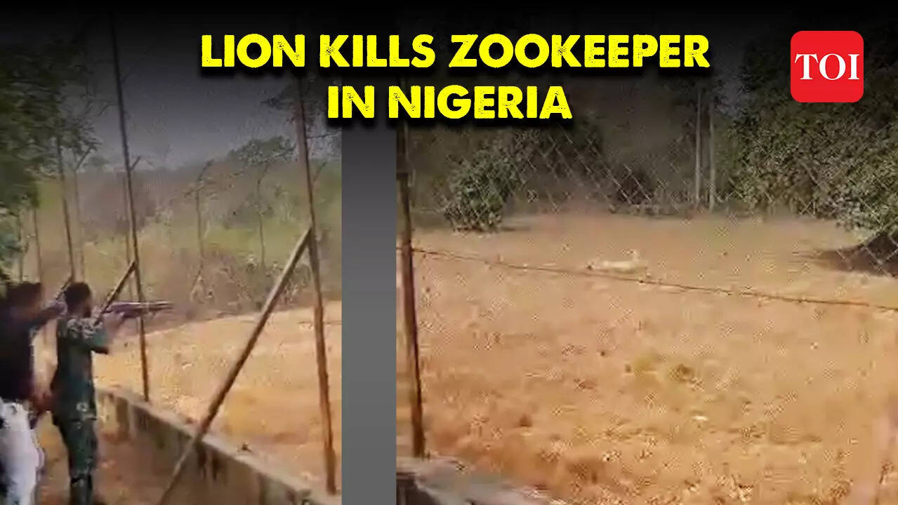 Nigeria: Lion kills zookeeper at Obafemi Awolowo University