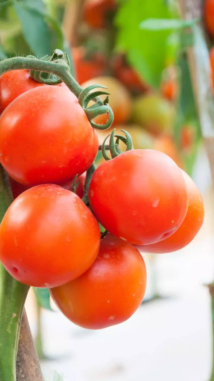 Home Grown Tomato Plants Cherry Tomatoes Grown Indoors: How To Grow