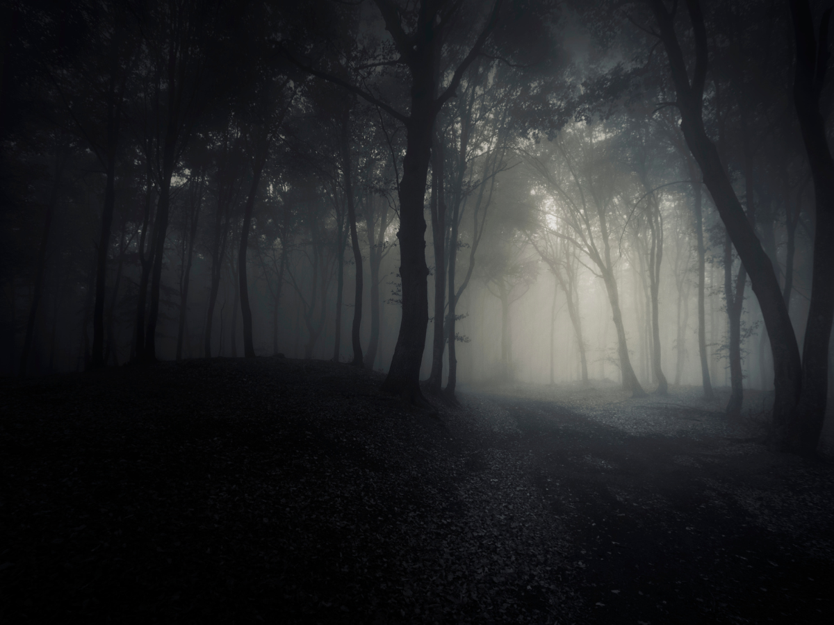7 most haunted forests in the world