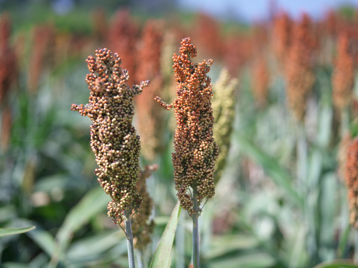 Sama Millet Health Benefits: 6 impressive health benefits of sama or ...