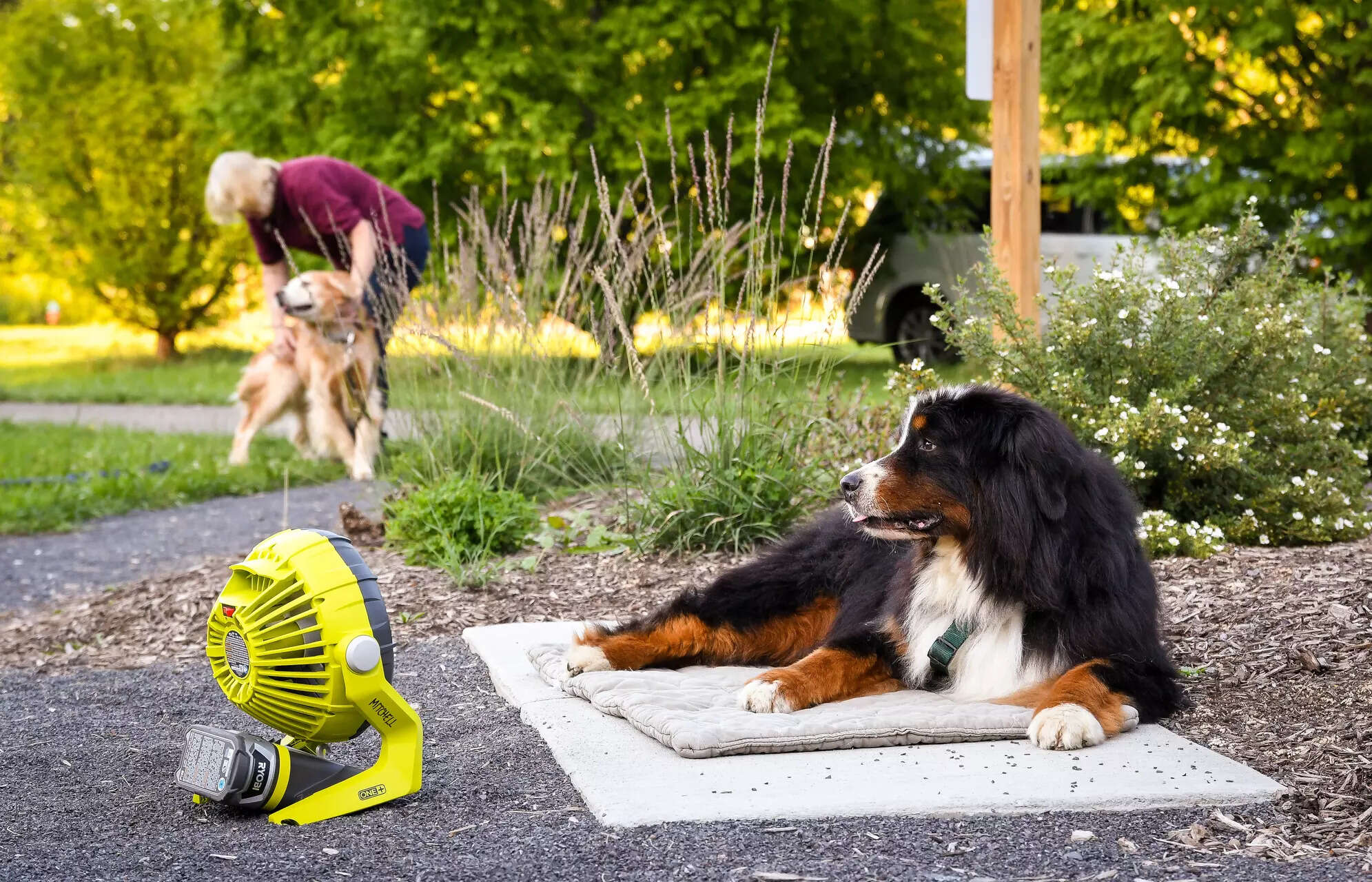 Study reveals genetic links between human and dog…