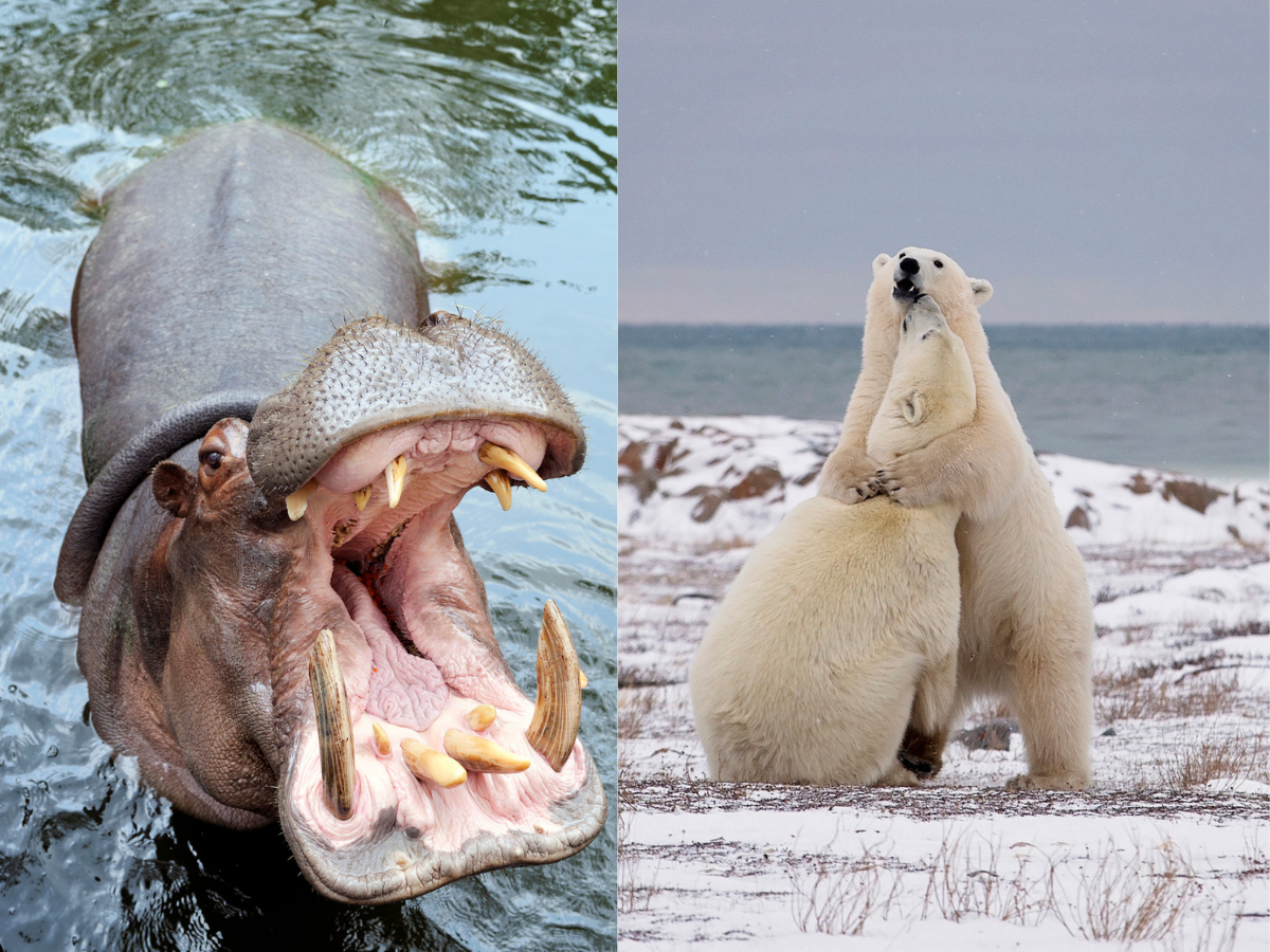 10 heaviest animals in the world