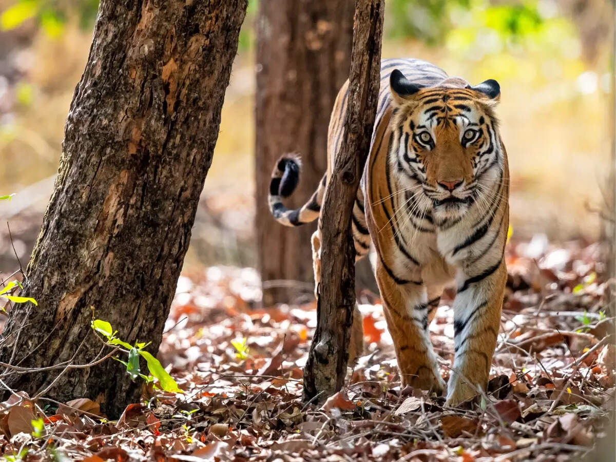 World Wildlife Day: Discovering India's incredible fauna | Times of ...