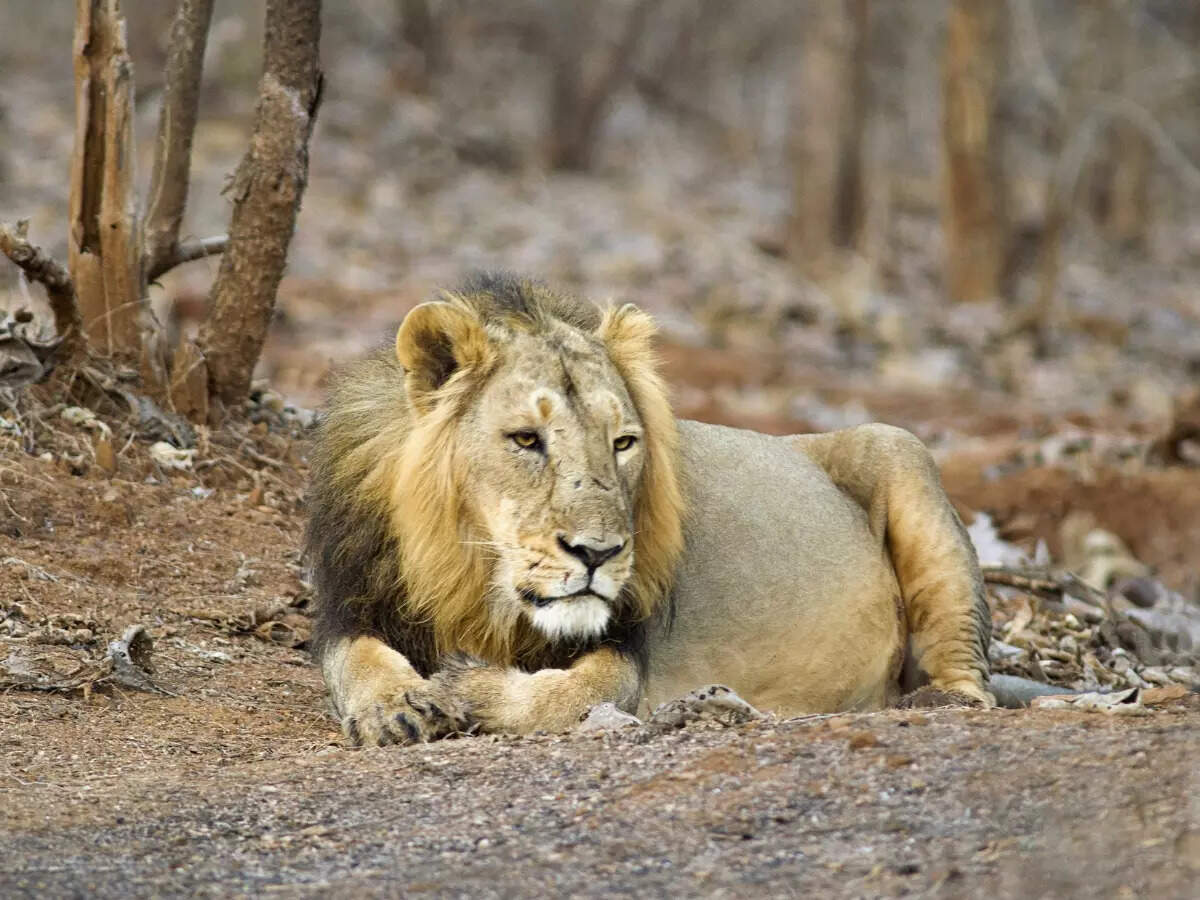 World Wildlife Day: Discovering India's incredible fauna | Times of ...