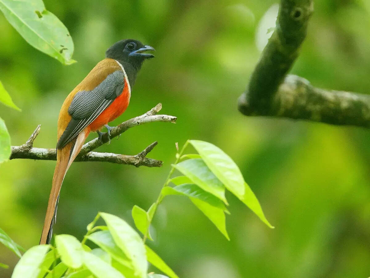 World Wildlife Day: Discovering India's incredible fauna | Times of ...