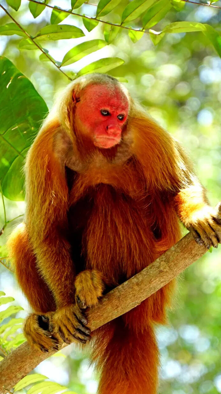 10 Most Weirdest Animals The 10 Weirdest Animal Facts