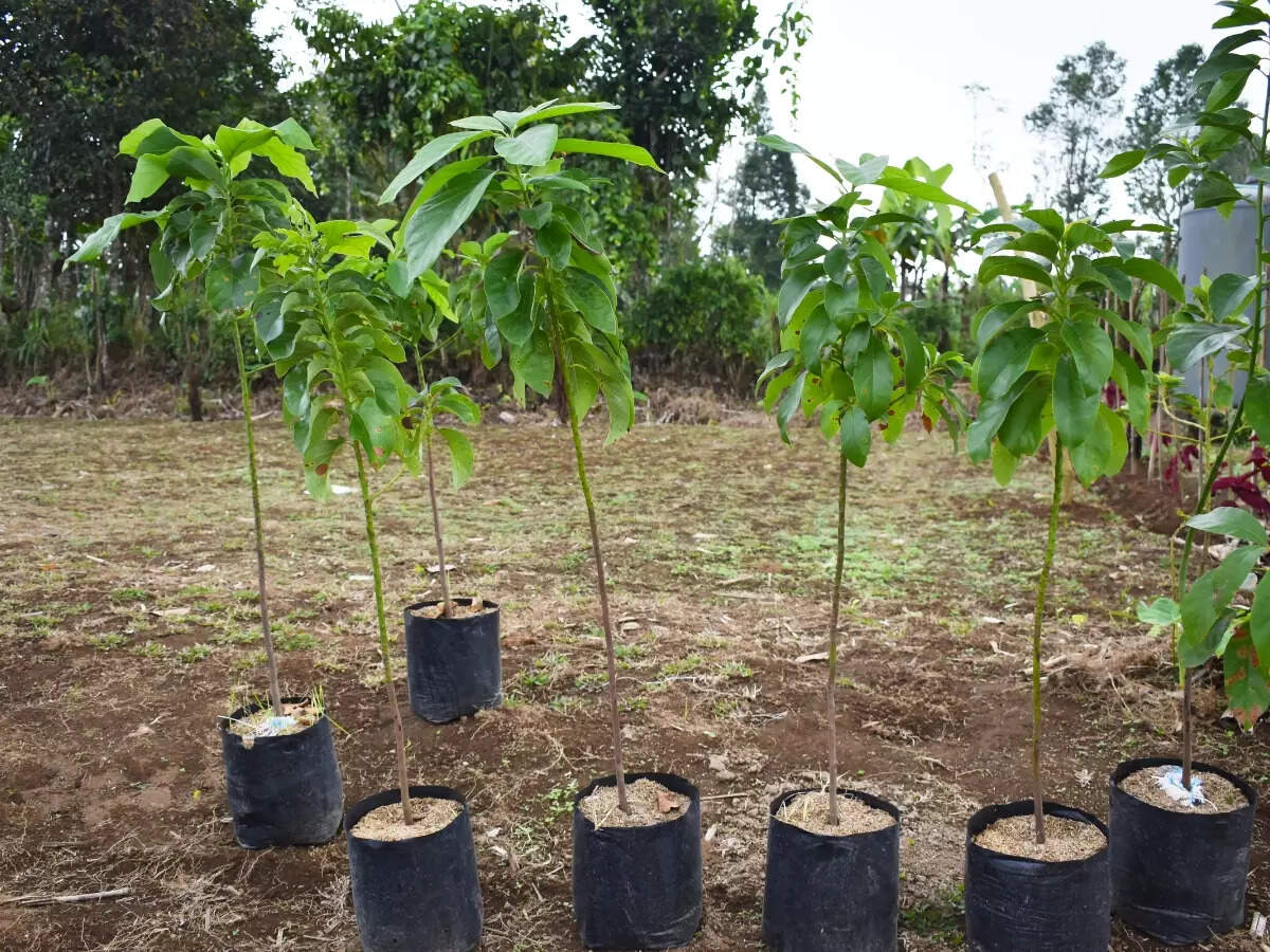 Piplantri, village where 111 saplings are planted every time a girl ...