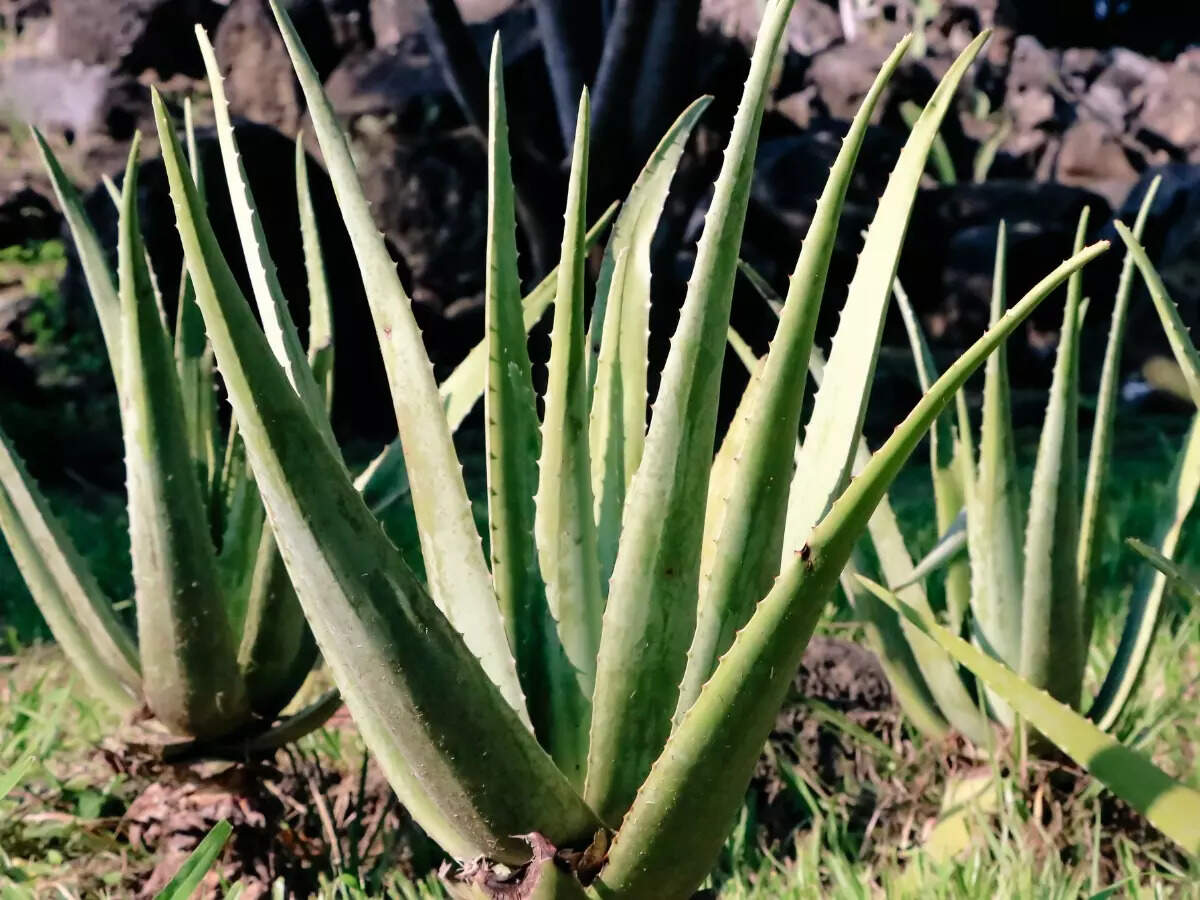 Piplantri, village where 111 saplings are planted every time a girl ...