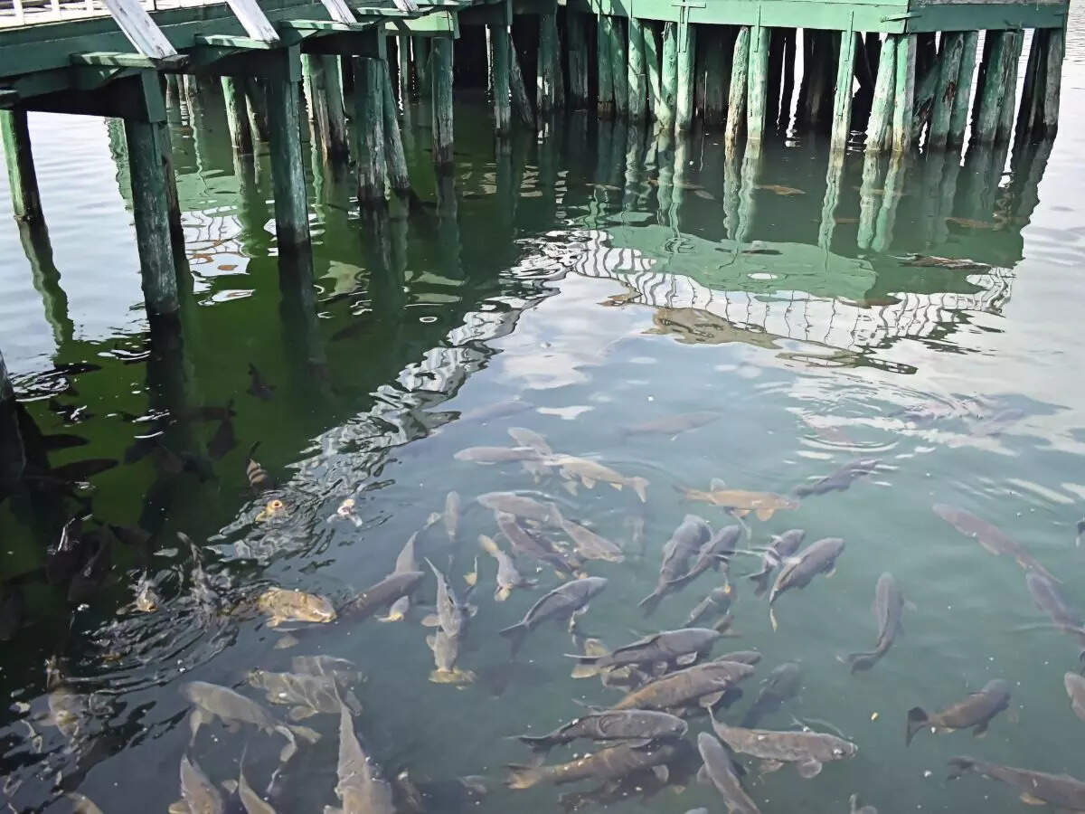 Inside Samba: A lesser-known artistic town in Kashmir, - Times of India ...