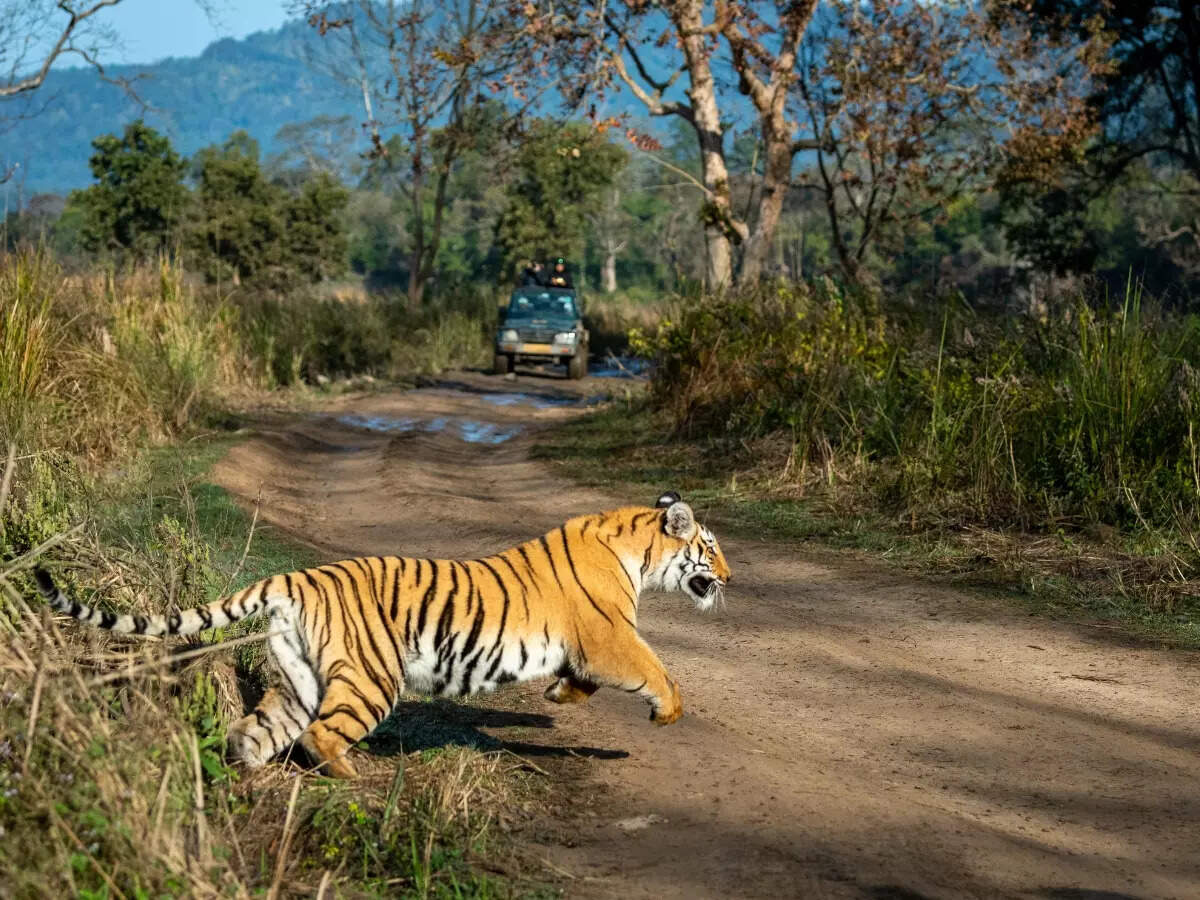 India Tiger Reserve: Jim Corbett National Park to Bandhavgarh National ...