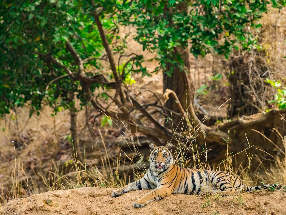 India Tiger Reserve: Jim Corbett National Park to Bandhavgarh National ...