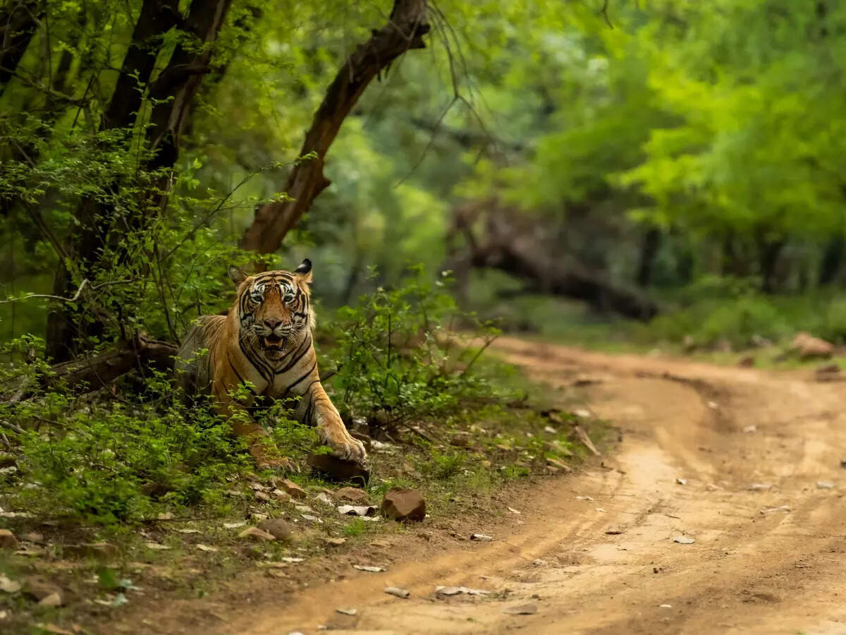 India Tiger Reserve: Jim Corbett National Park to Bandhavgarh National ...