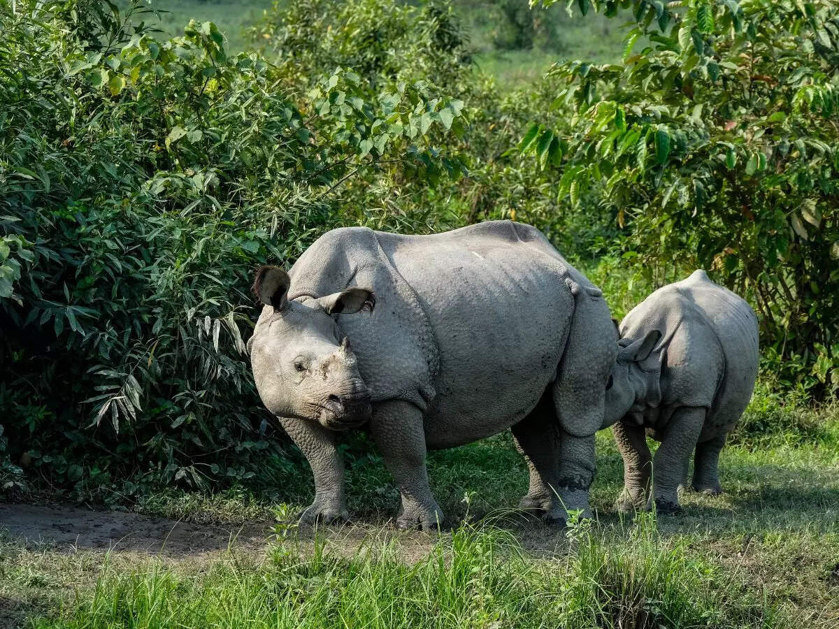 What makes Kaziranga National Park an ideal UNESCO World Heritage Site