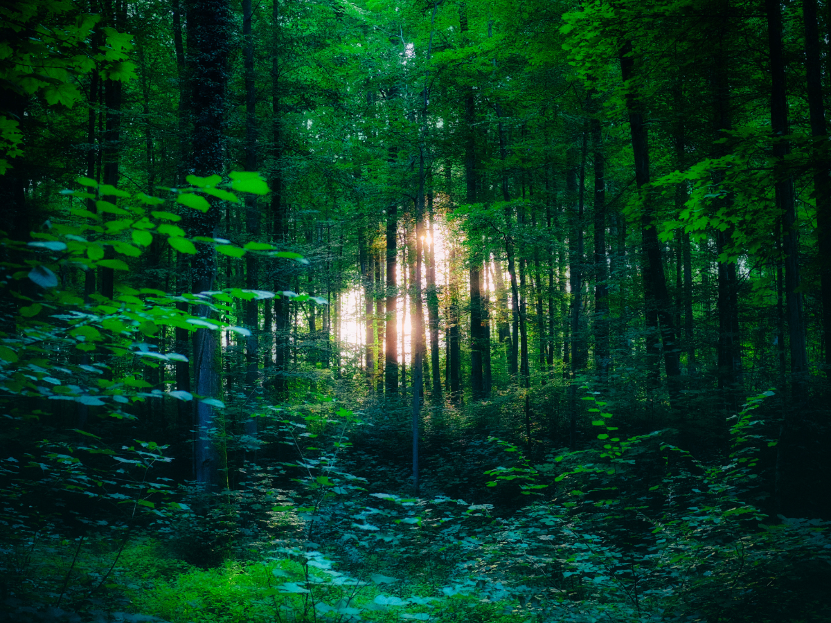 UK: World’s oldest fossil forest dating back 390 million years ...