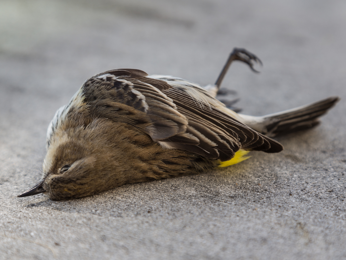 Jatinga Valley, a mysterious places in Assam where birds commit ‘mass ...