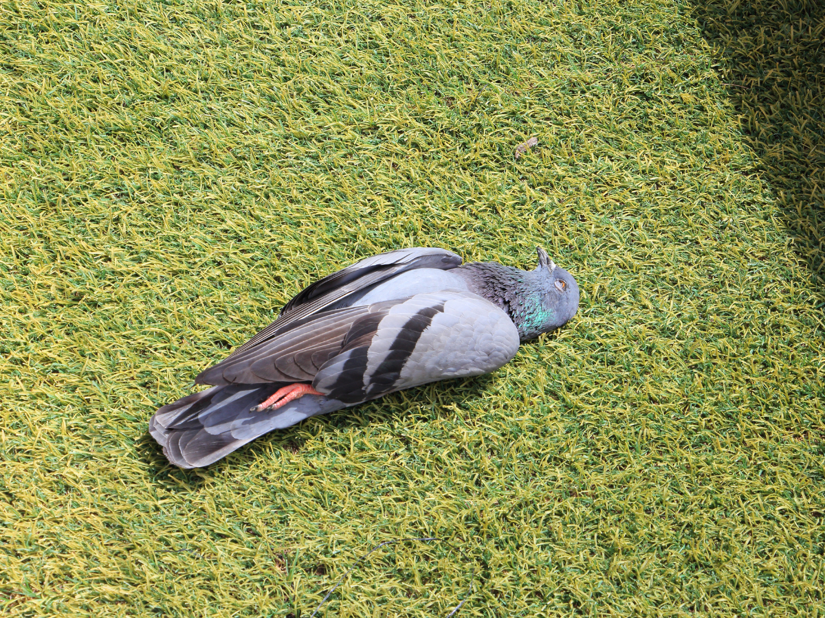 Jatinga Valley, a mysterious places in Assam where birds commit ‘mass ...