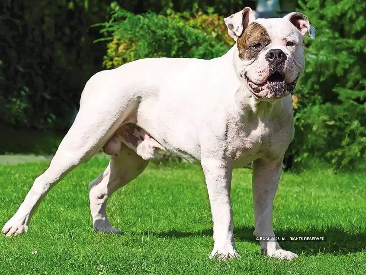 Govt bans 25 ferocious dog breeds: What prompted the decision?