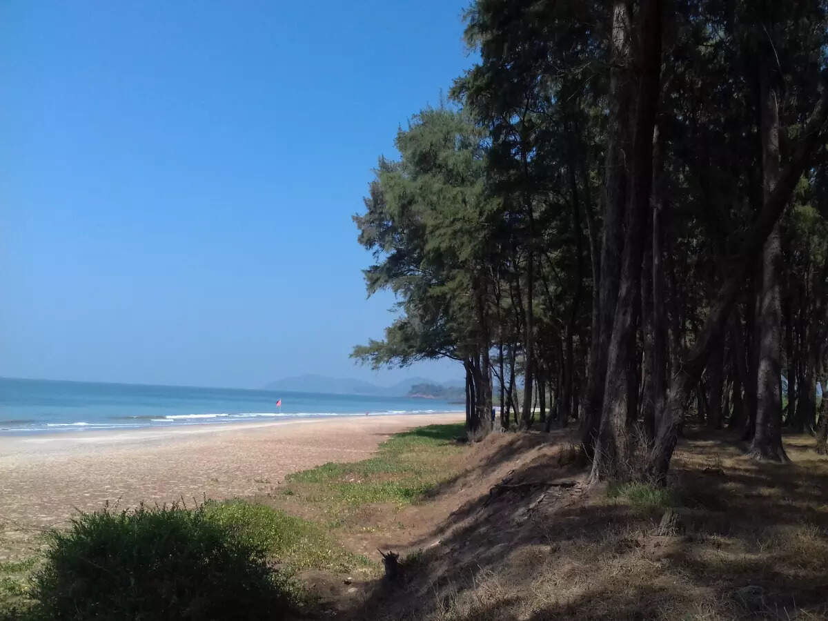 Goa: Galgibaga Beach's extraordinary turtle nesting season is here ...