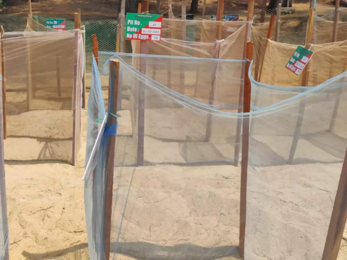 Goa: Galgibaga Beach's extraordinary turtle nesting season is here ...