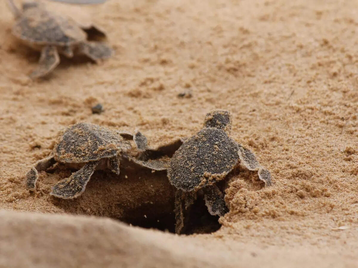Goa: Galgibaga Beach's extraordinary turtle nesting season is here ...