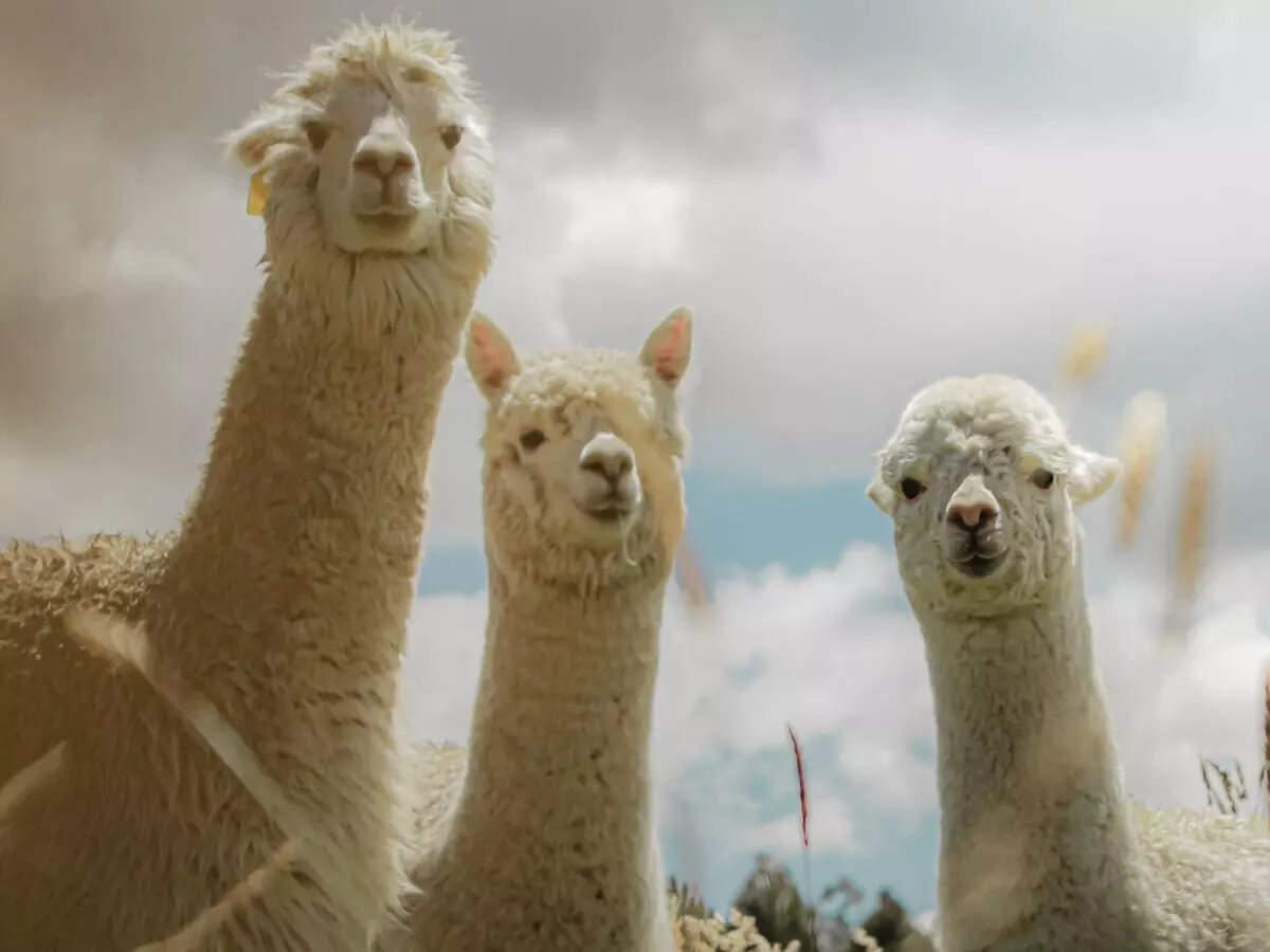 Discovering La Rinconada: The highest town in the world, Peru - Times ...