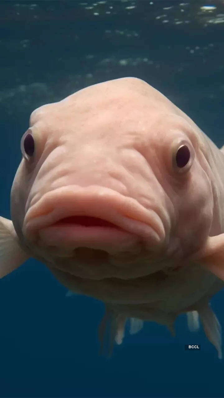 Worlds Ugliest Fish Blobfish