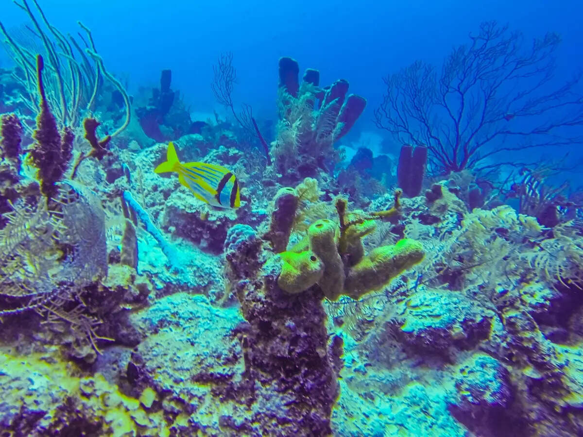 What’s inside the mysterious Great Blue Hole in Belize? | Times of ...